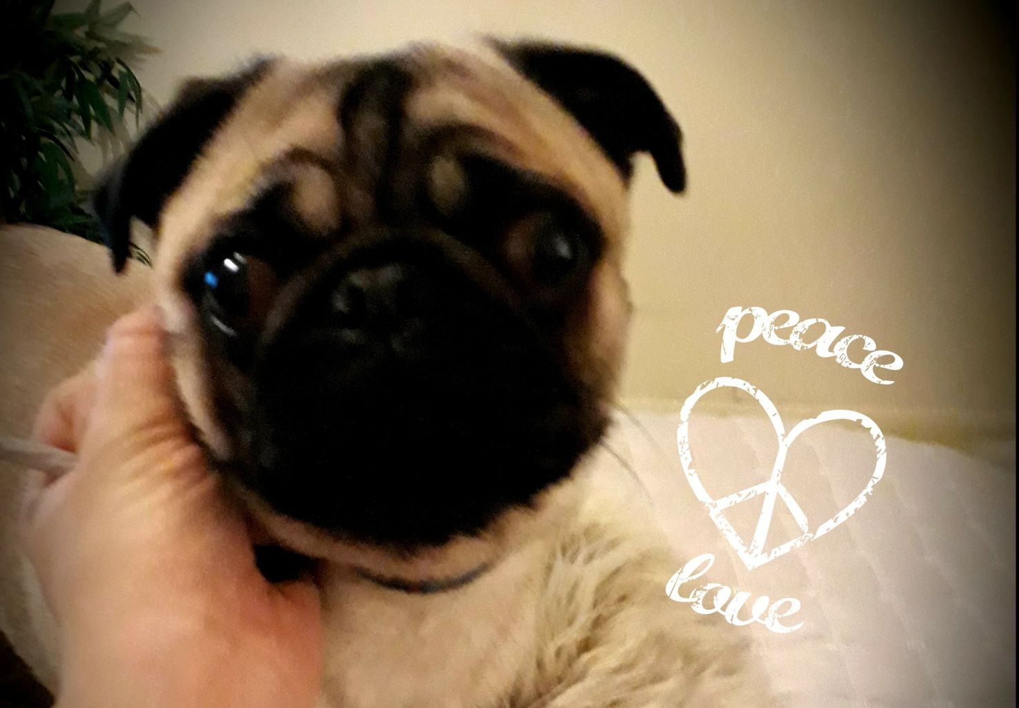11 month old pug hit by car in Bristol hit-and-run